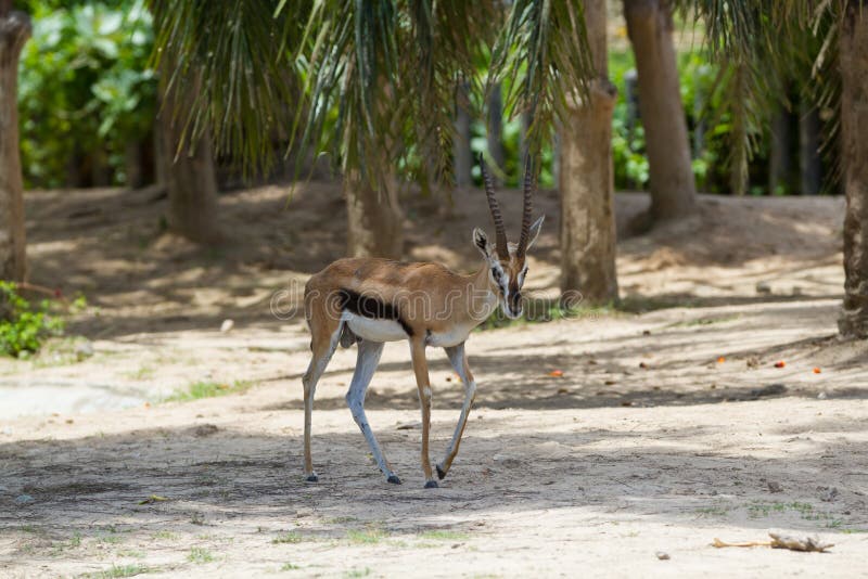 Springbok stock photo. Image of horn, reflection, nature - 60382582