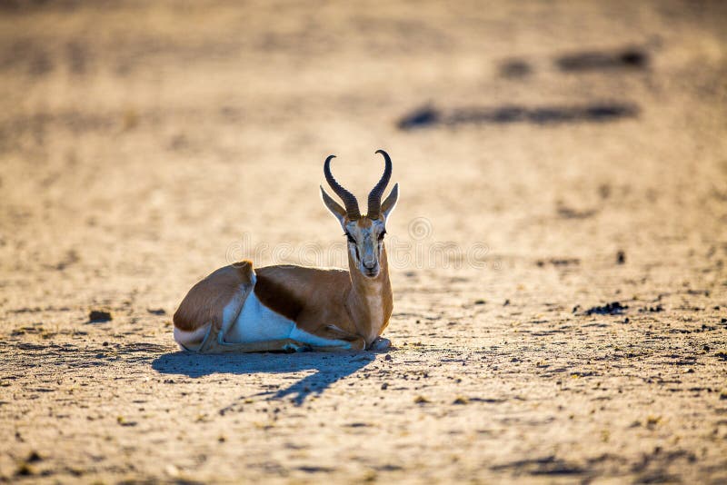 Springbok Lying in the Desert Stock Image - Image of savanna, safari ...