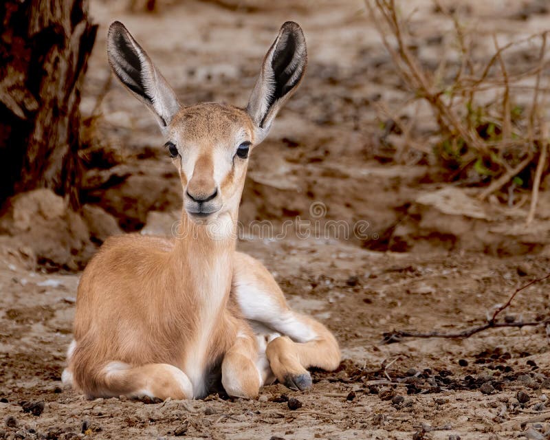 324 Cute Springbok Stock Photos - Free & Royalty-Free Stock Photos from ...