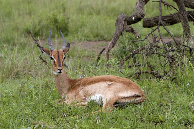 Springbok Lying in the Grass Stock Image - Image of prongs, jumper ...