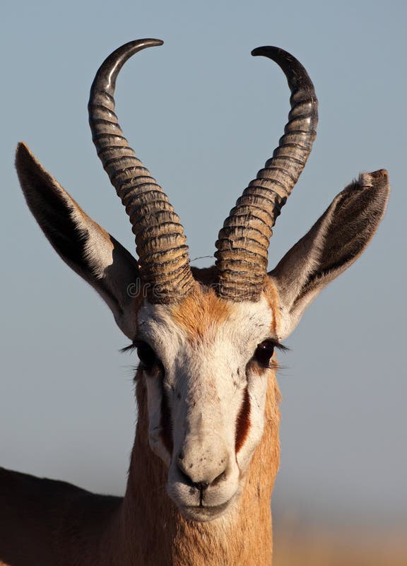 2,645 Springbok Etosha National Park Namibia Stock Photos - Free ...