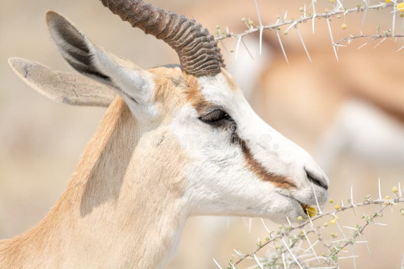 Springbok Mangeant Des Fruits Des Arbres D'acacia Image stock - Image ...