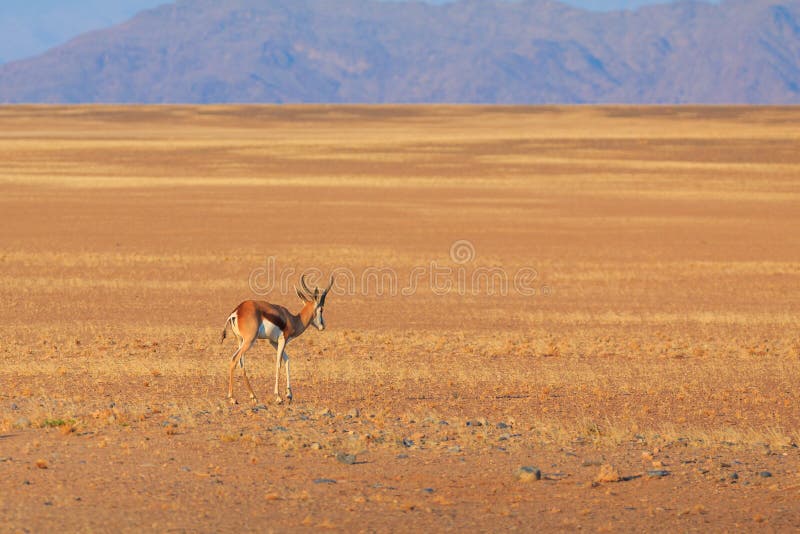 Springbok, Medium-size Antelope in the Southern Part of the Namib ...