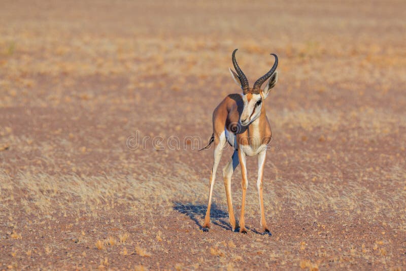 Springbok, Medium-size Antelope in the Southern Part of the Namib ...