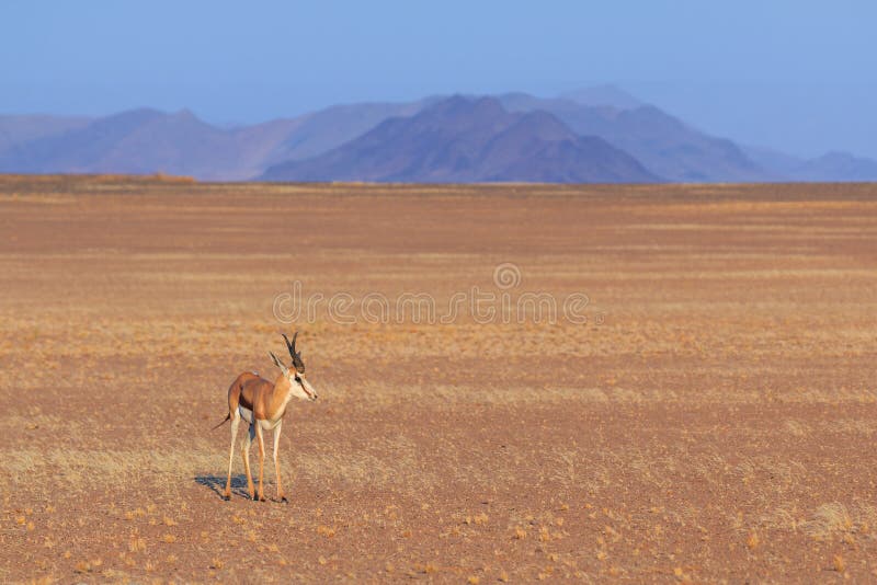 Springbok, Medium-size Antelope in the Southern Part of the Namib ...