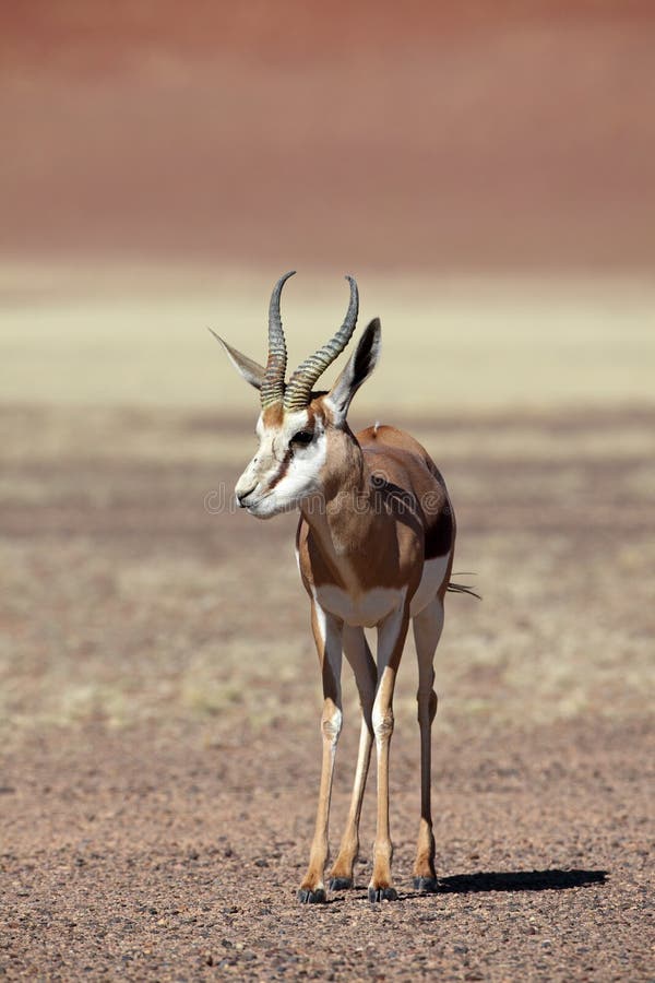 Springbok stock photo. Image of namibia, grazing, grasslands - 17927372