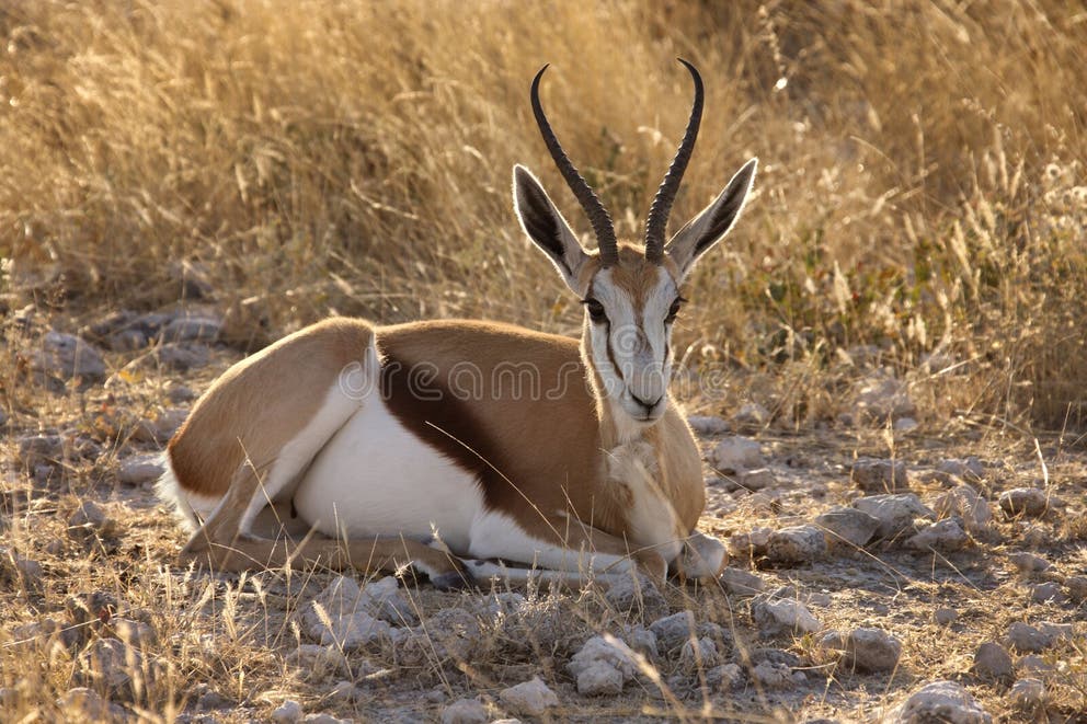 Springbok - Namibia stock photo. Image of africa, rest - 11228732