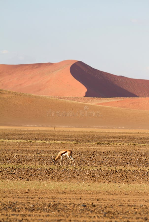 Springbok in Namibia stock image. Image of herbivore - 30847667