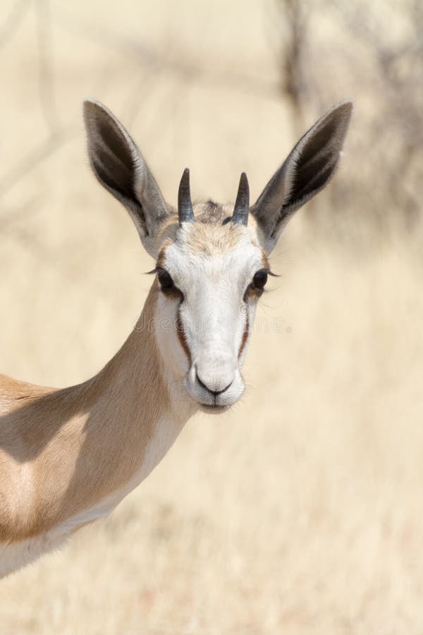 Springbok in Namibia stock image. Image of animals, wilderness - 68890535