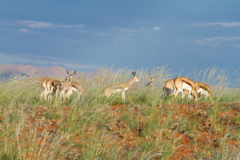 Springbok, Namibia stock photo. Image of savannah, wilderness - 49377588