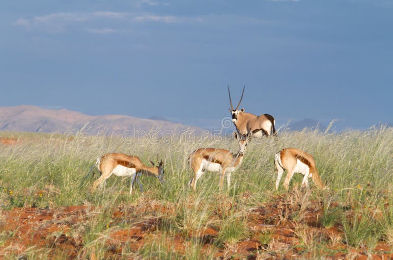 Springbok, Namibia stock photo. Image of south, antidorcas - 49377582