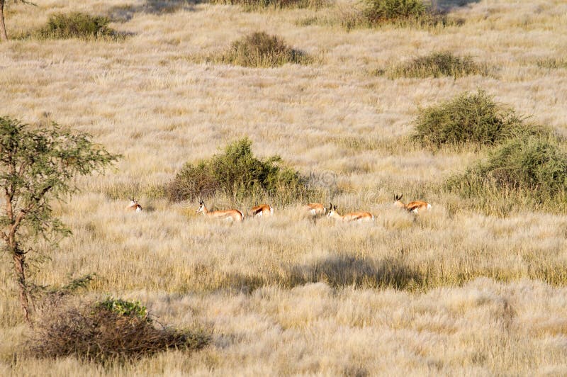 Springbok, Namibia stock image. Image of national, herbivore - 46991669