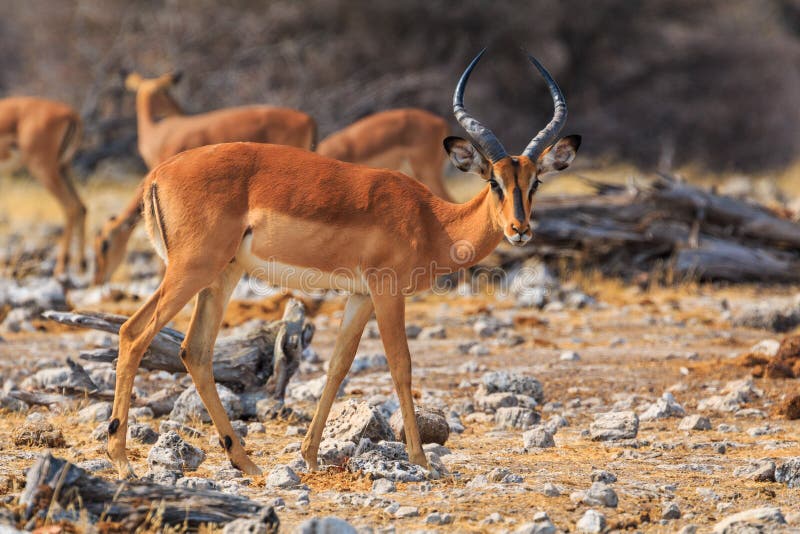 Springbok in Natural Habitat in Etosha National Park in Namibia Stock ...
