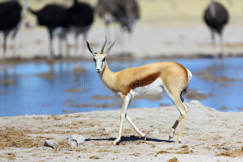 Springbok with One Horn at the Waterhole Stock Image - Image of animal ...