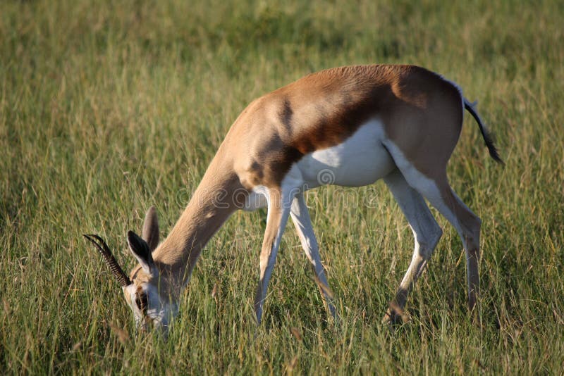 Springbok Portrait in Botswana Stock Image - Image of profile, safari ...