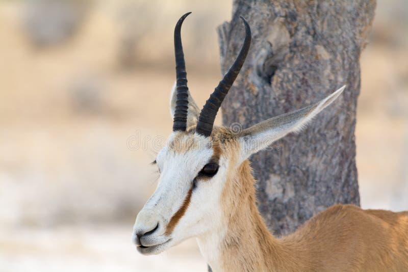 Springbok, portrait stock image. Image of namibia, spotting - 59688537