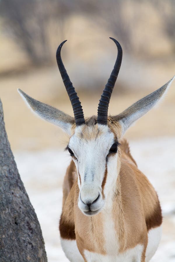 Herd of Springbok Antilopes Stock Image - Image of antidorcas, reserve ...