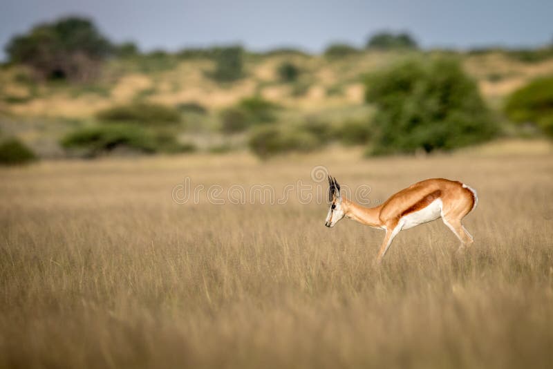 Springbok Pronking in the Central Kalahari. Stock Image - Image of buck ...