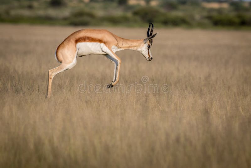 Springbok Pronking in the Central Kalahari. Stock Image - Image of ...