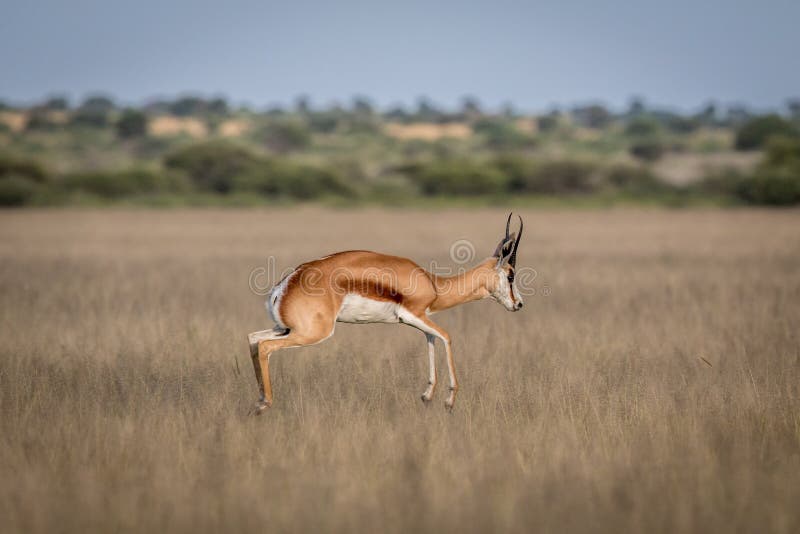 Springbok Pronking in the Central Kalahari. Stock Image - Image of ...