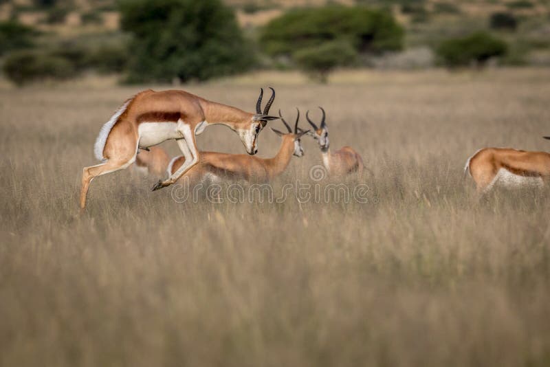 Springbok Pronking In The Grass. Stock Photo - Image of horns ...