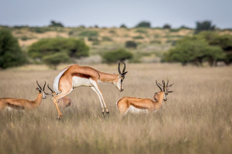 Springbok Pronking in the Central Kalahari. Stock Photo - Image of ...