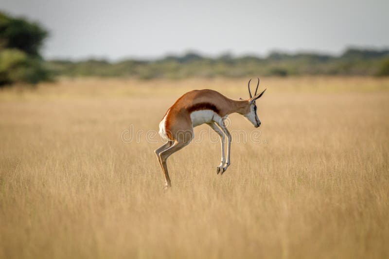 Springbok Pronking in the Grass. Stock Image - Image of kgalagadi ...