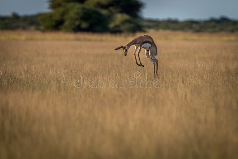 Springbok Pronking in the High Grass. Stock Image - Image of herbivore ...