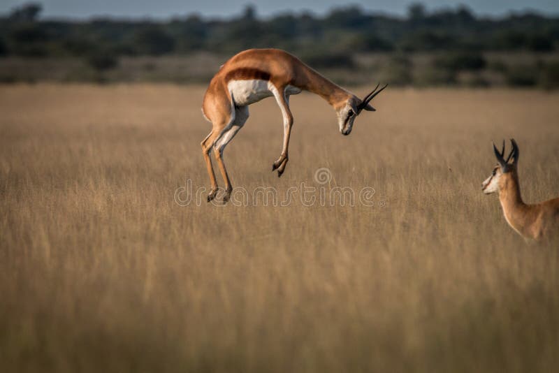 Springbok Pronking in the High Grass. Stock Image - Image of grassland ...