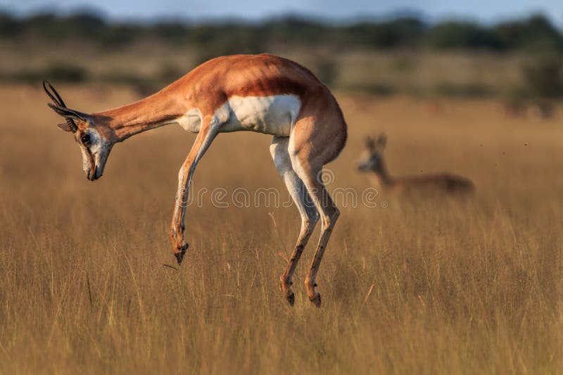 Springbok Pronking