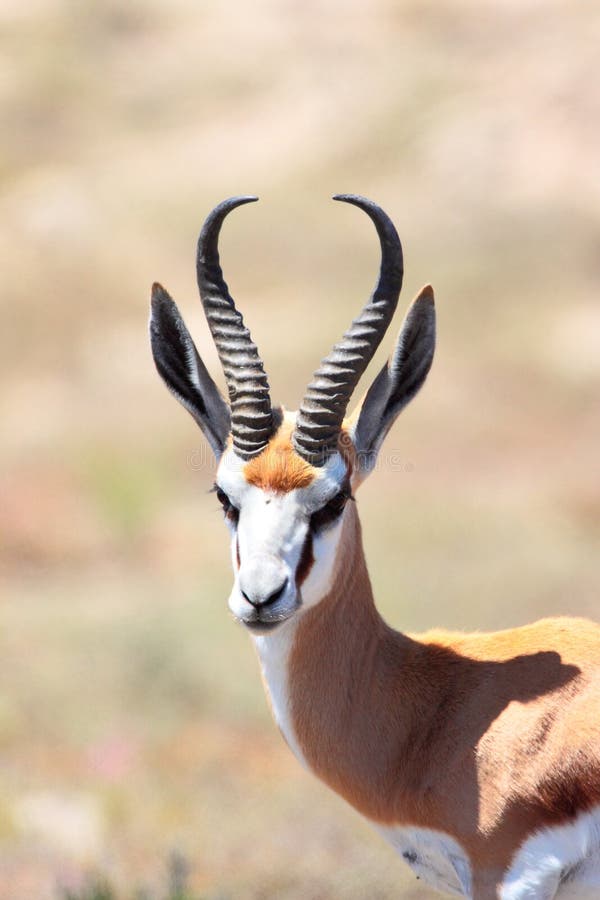 190+ Springbok Free Stock Photos - StockFreeImages