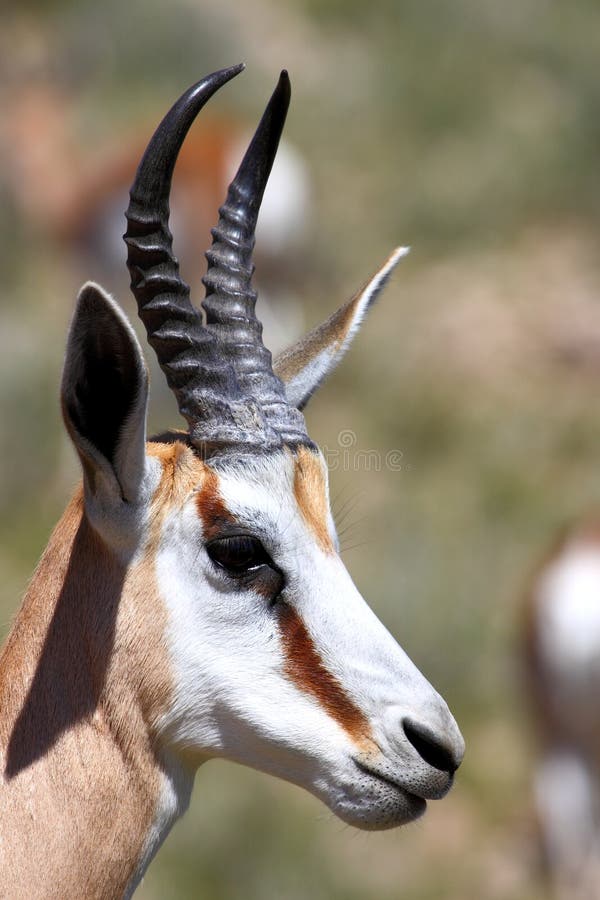 Springbok Ram stock image. Image of south, antelope, buck - 14027293