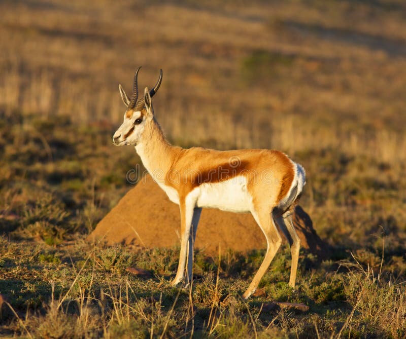 212 Springbok Ram Stock Photos - Free & Royalty-Free Stock Photos from ...