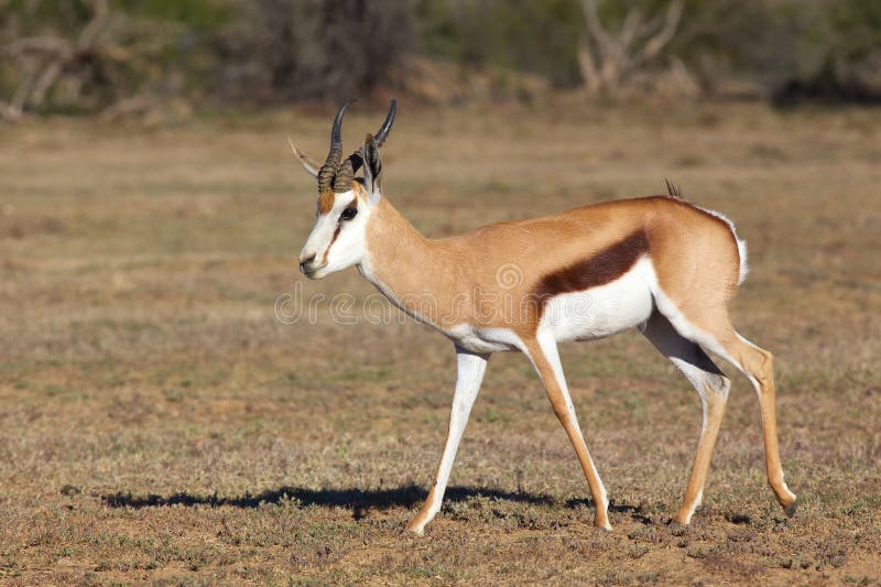 Springbok Ram stock image. Image of herbivore, mountain - 15796705