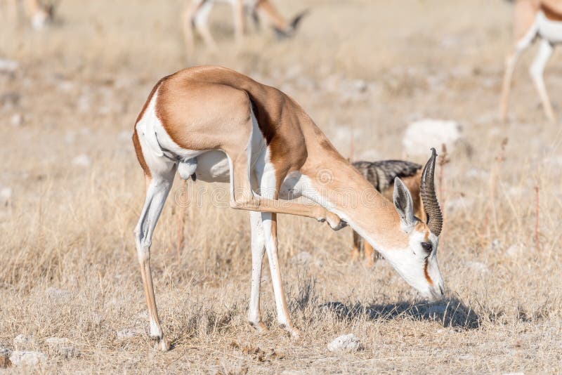 Springbok Ram, Antidorcas Marsupialis, Scratching Stock Photo - Image ...