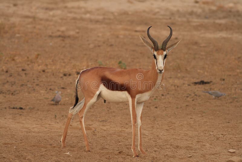 Springbok Ram Portrait stock image. Image of springbok - 2582261