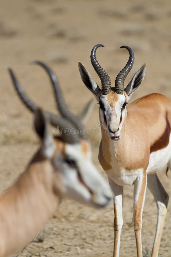 Ibex stock photo. Image of animal, israel, curiosity, negev - 137380