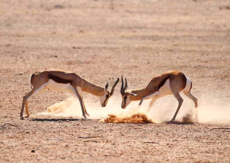 Springbok Rams Fighting stock photo. Image of dominance - 14806800