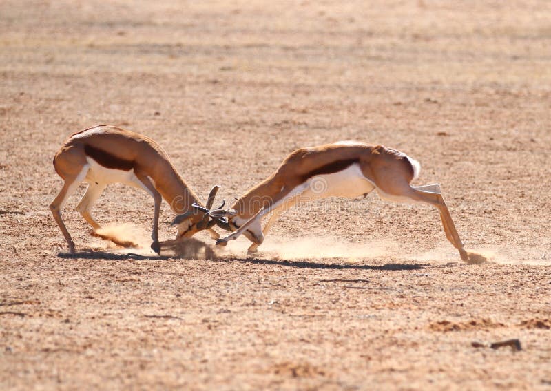 Springbok Rams Fighting stock image. Image of antelope - 14806815