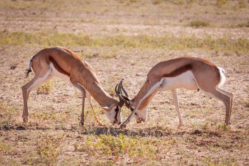 Springbok rams sparring stock photo. Image of interaction - 134658494