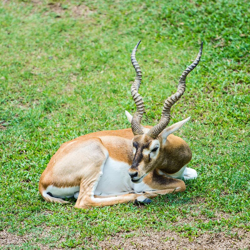 Springbok stock image. Image of namibia, desert, legs - 90777505