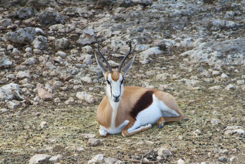 Springbok Thompson S Gazelle Resting Stock Image - Image of resting ...