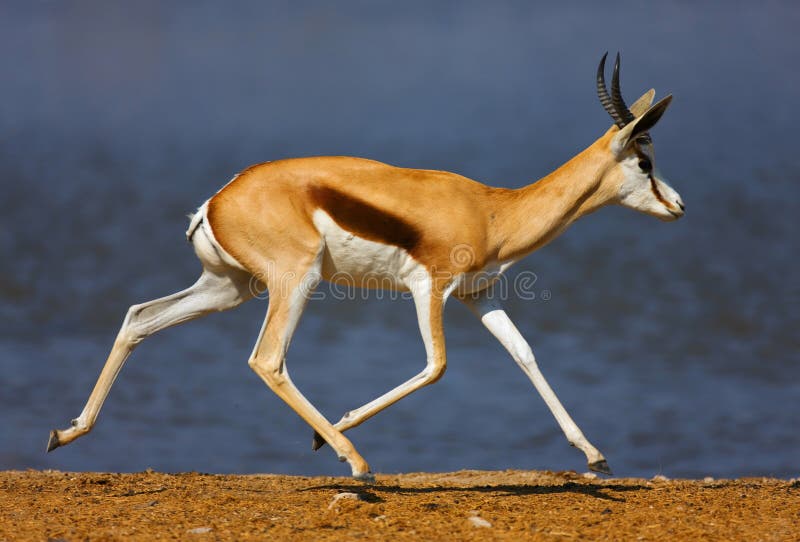 Springbuck Antelope Running Stock Image - Image of african, male: 11462171