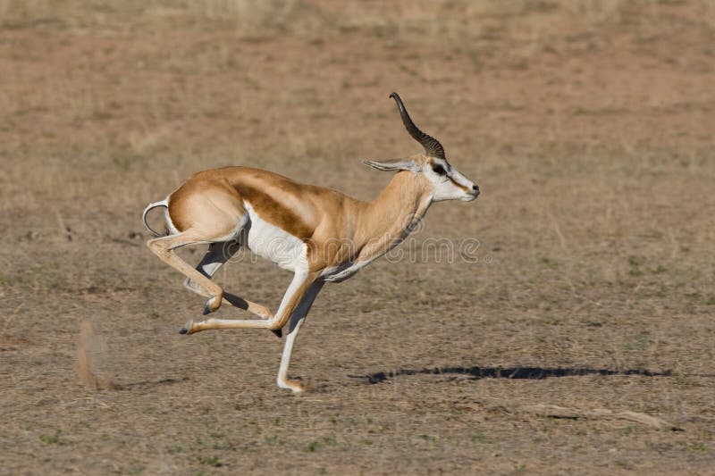 Springbok running stock photo. Image of muscle, dust - 22431364
