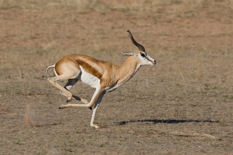 Springbok running stock photo. Image of muscle, dust - 22431364