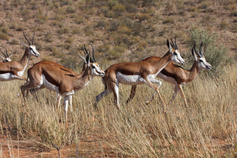 Springbok running stock image. Image of mammal, antelope - 5319909