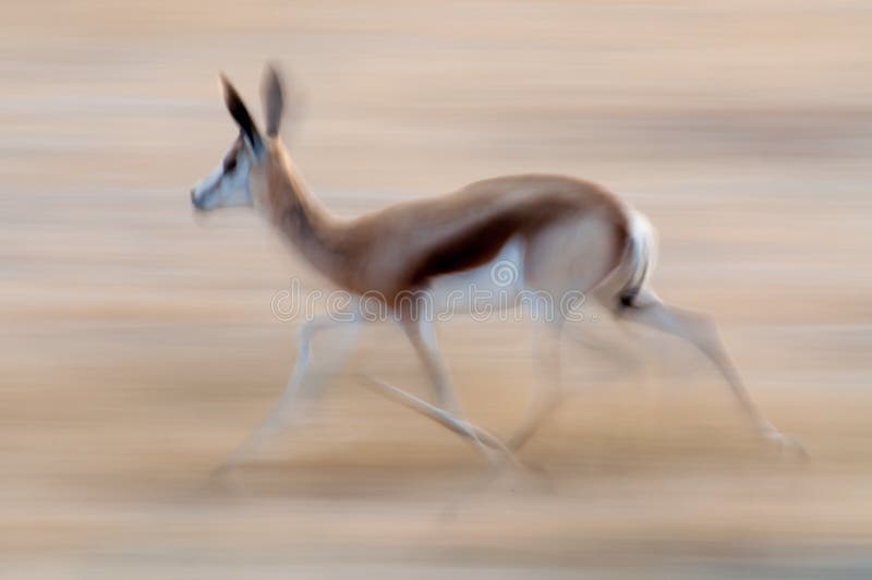 Springbok Running stock photo. Image of antelope, ecology - 48395722