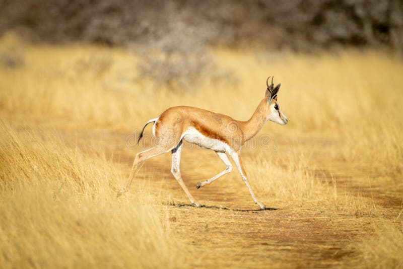 Springbok Runs Across Grassy Track in Sunshine Stock Image - Image of ...