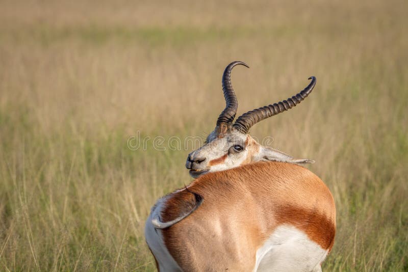 Springbok Scratching Itself in the Grass. Stock Photo - Image of ...