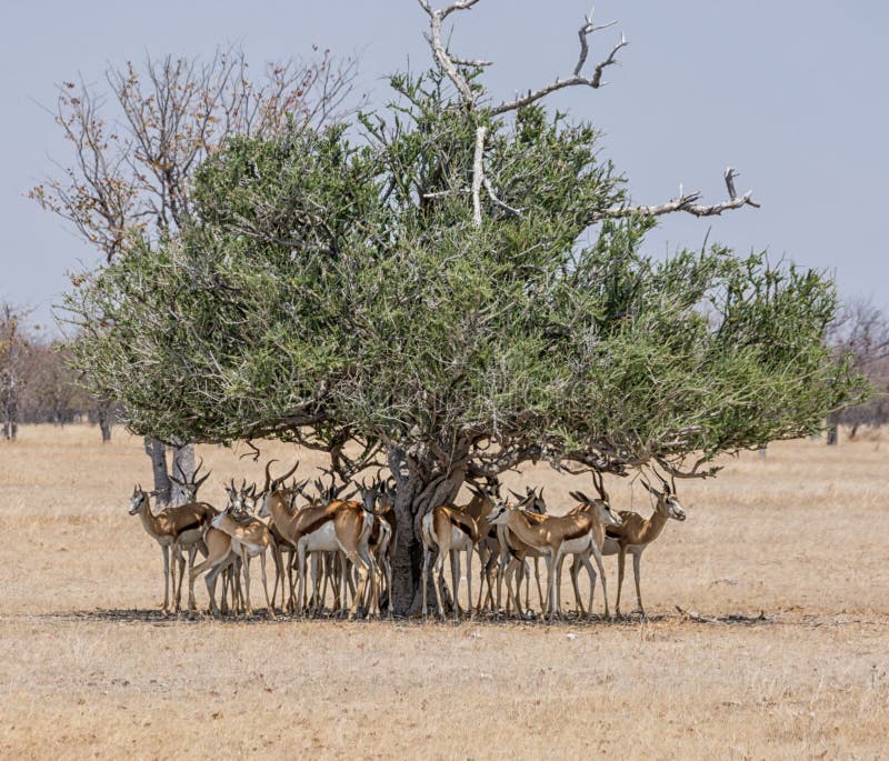 Springbok Seeking Shade stock image. Image of brown - 107876117